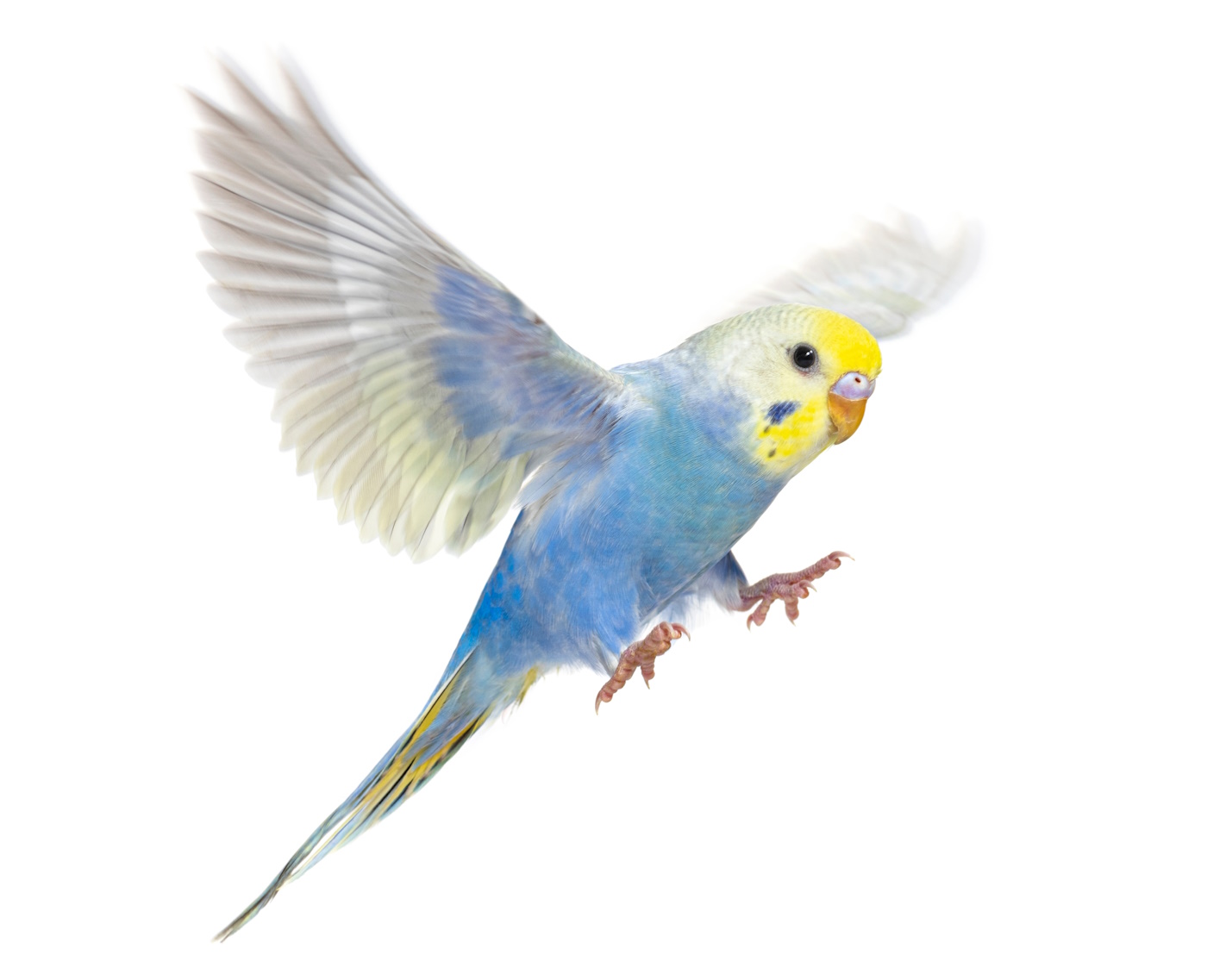 Wellensittich Freiflug - Sicherheit, Raumwahl, Wichtigkeit & mehr