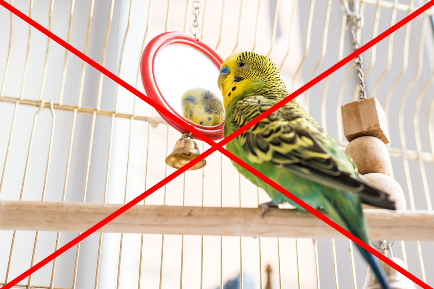 9 Tipps für einen glücklichen Wellensittich - Artgerechte Haltung