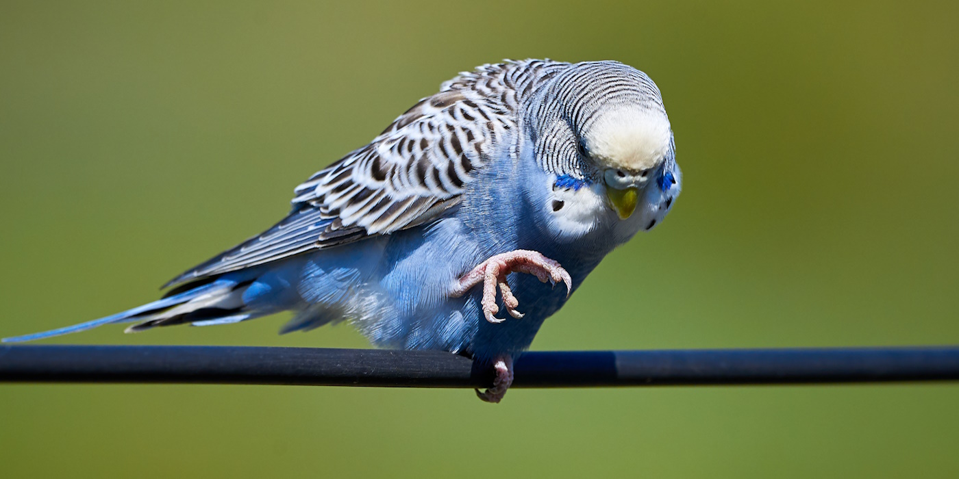 Krallen & Schnabel kürzen beim Wellensittich - Vorgehensweise
