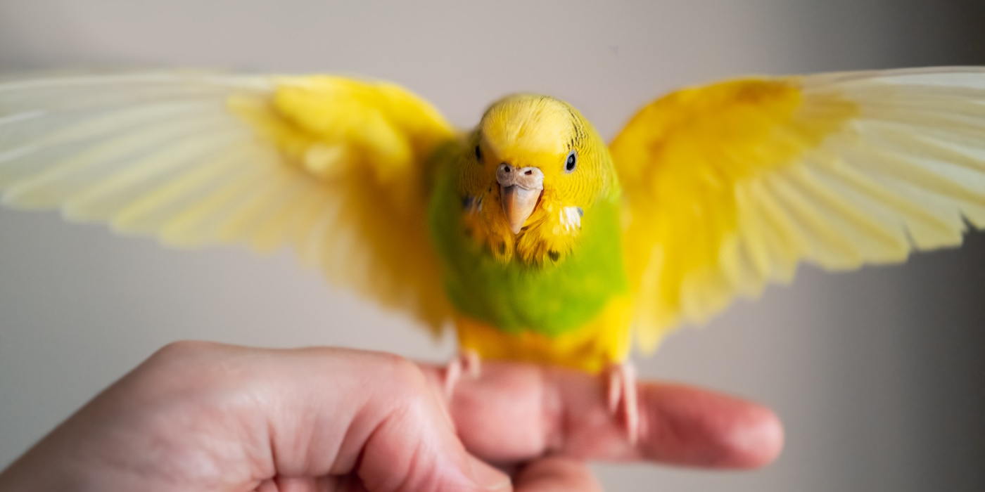 Steckbrief Wellensittich - Herkunft, Verhalten und Ernährung