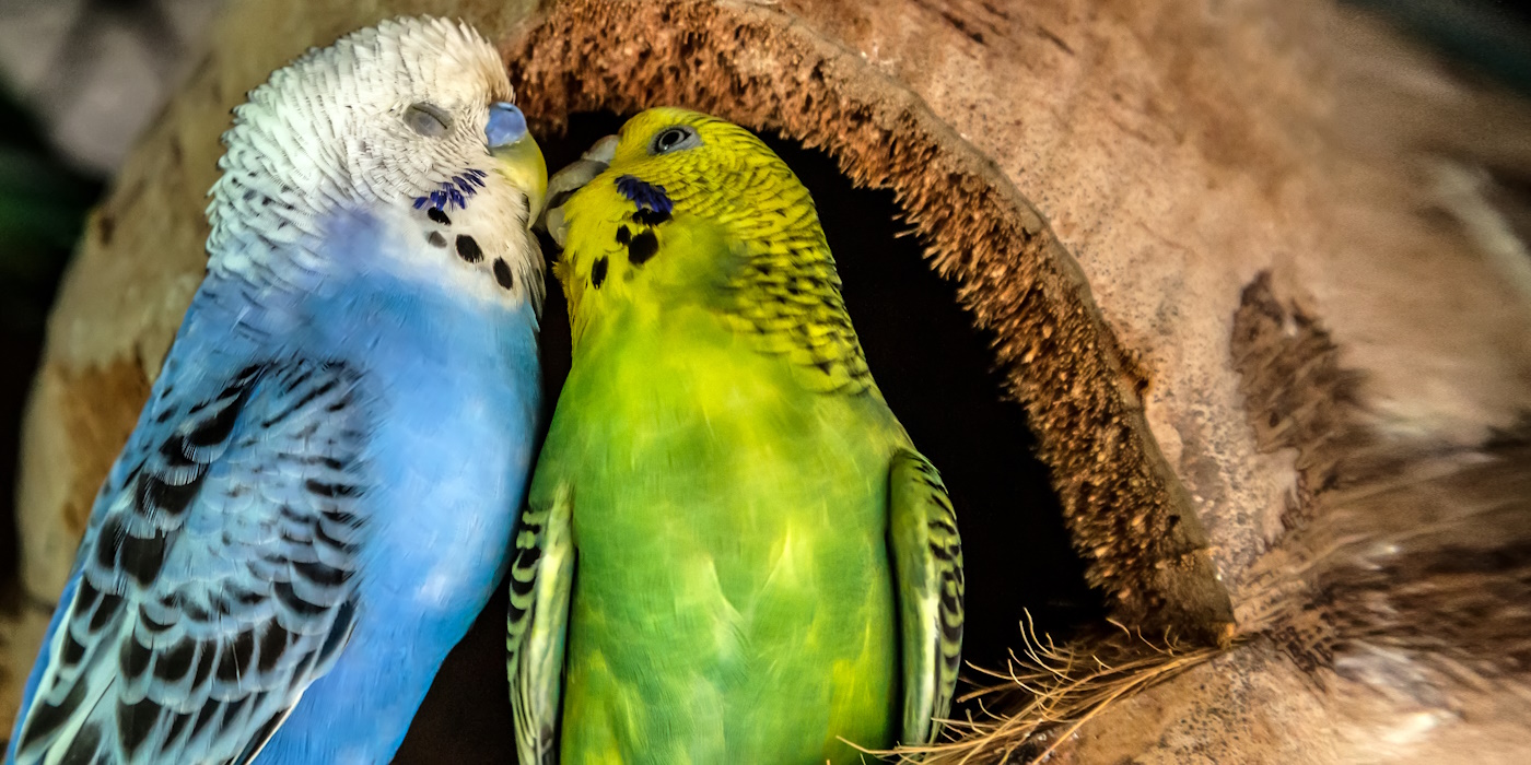 Brutstimmung Wellensittich - Entstehung, erkennen, verhindern