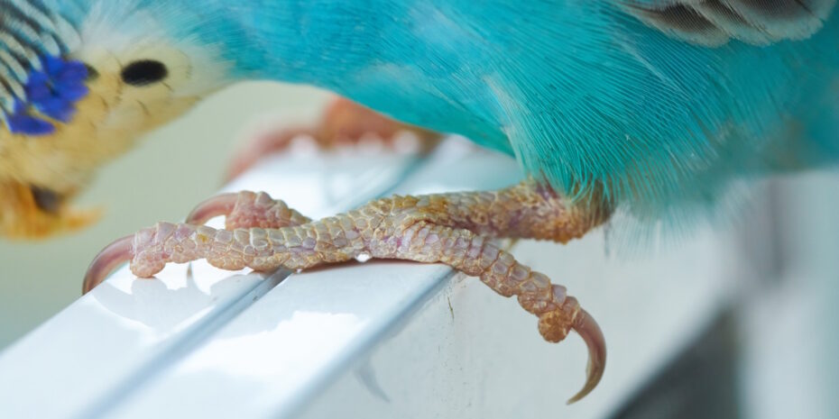 Grabmilben beim Wellensittich - Erkennungsmerkmale, Behandlung