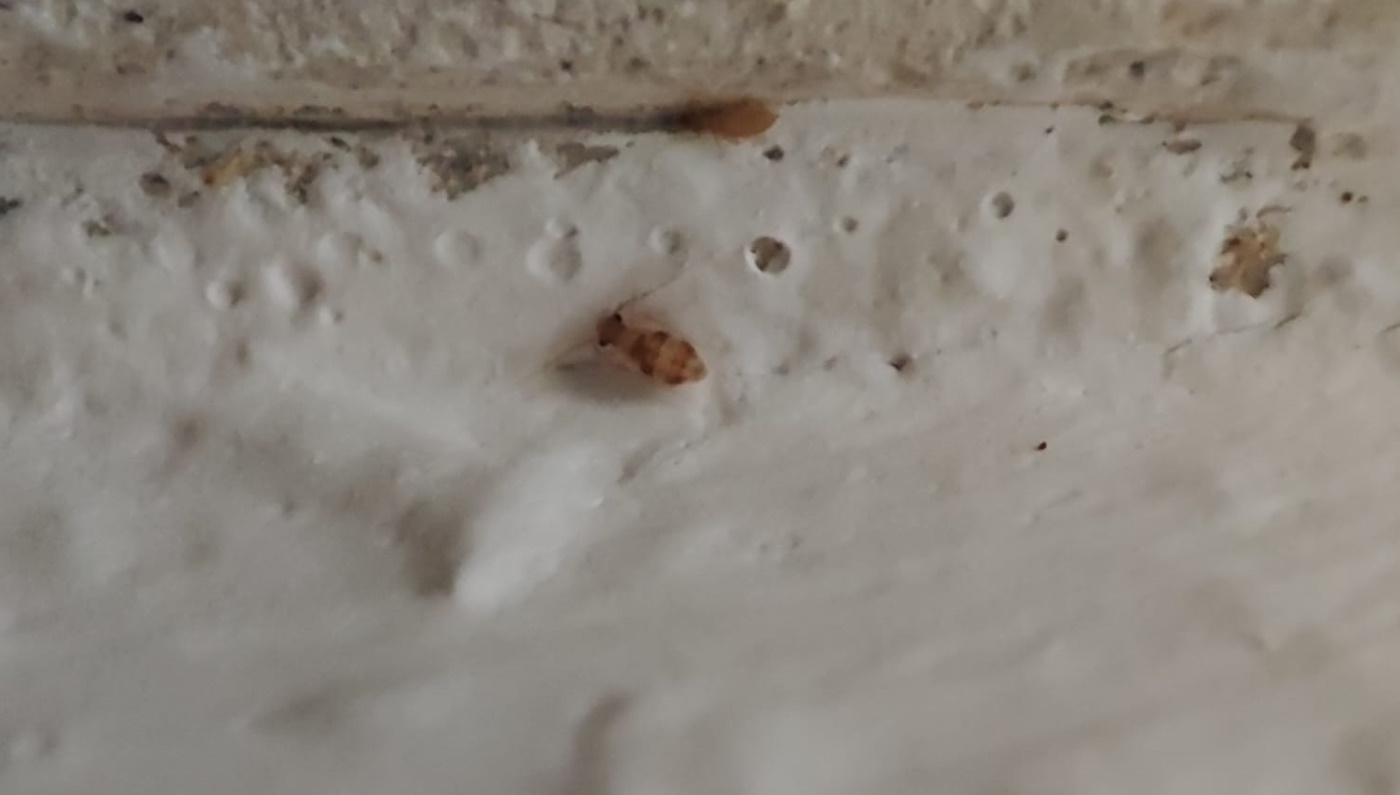 Grabmilben beim Wellensittich - Erkennungsmerkmale, Behandlung