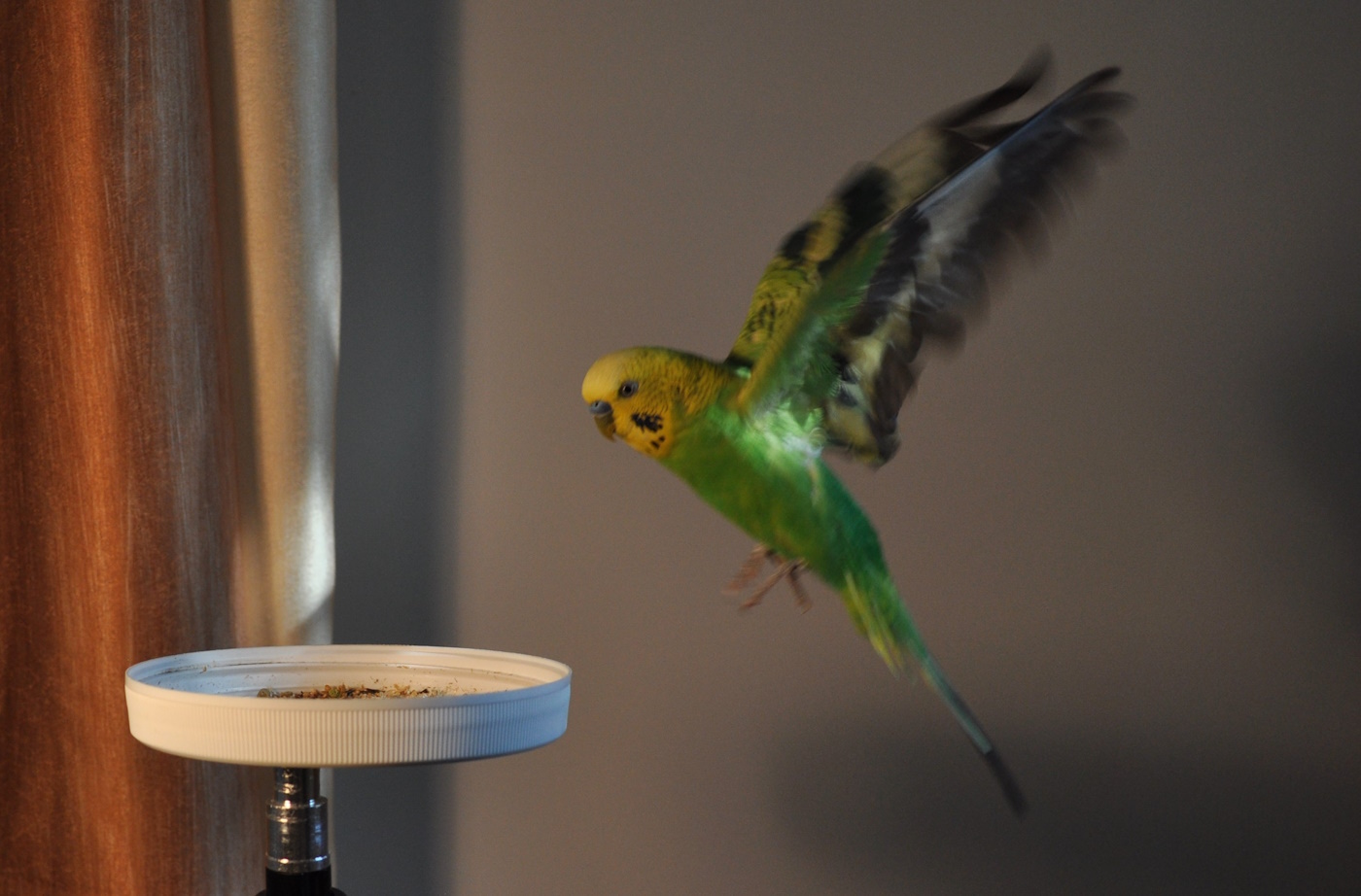Wellensittich Eingewöhnung - Vorgehen, Freiflug & Vertrauen