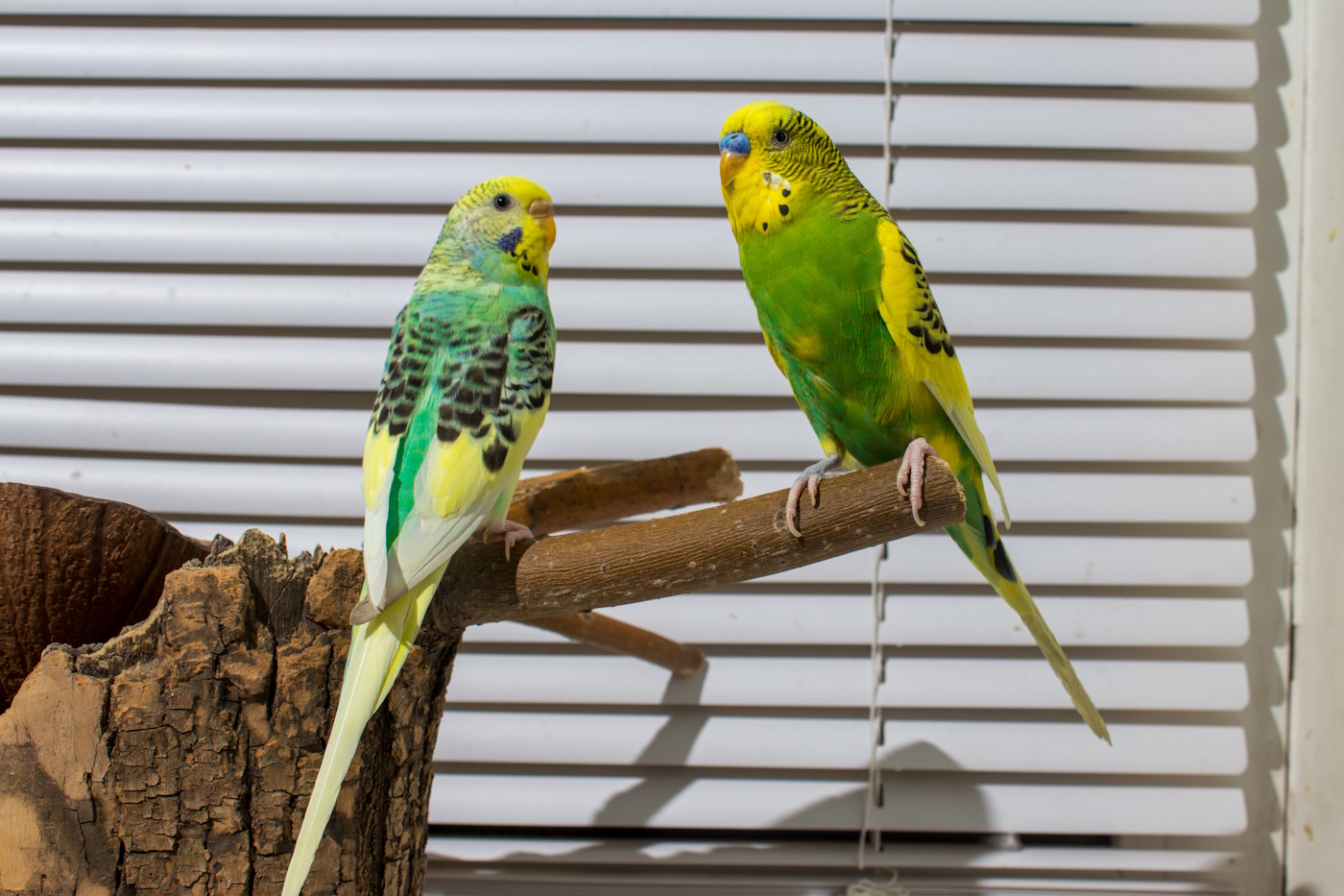 Wellensittich kaufen - Züchter, Ausstellung oder Tierheim