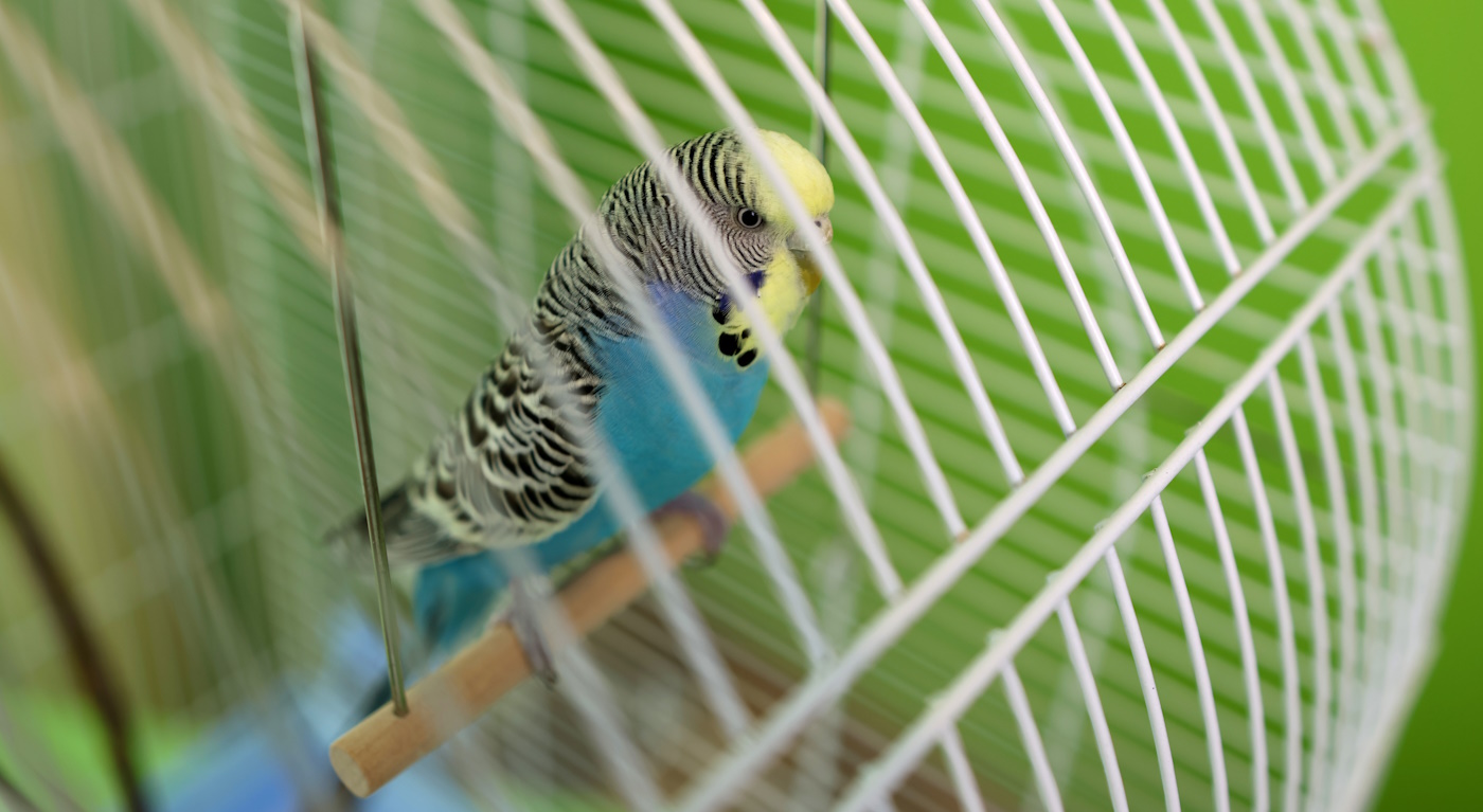 Wellensittich kaufen - Züchter, Ausstellung oder Tierheim