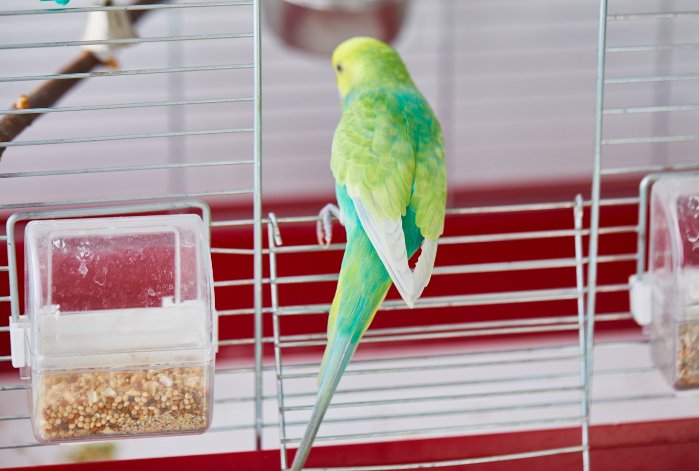 Rainbow Wellensittich - Herkunft, Erkennungsmerkmale, Steckbrief