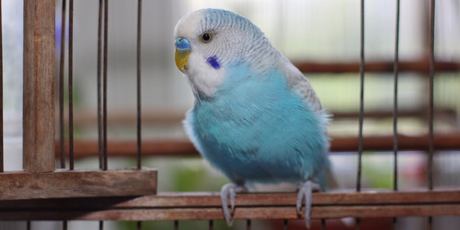 Wellensittich kaufen - Züchter, Ausstellung oder Tierheim
